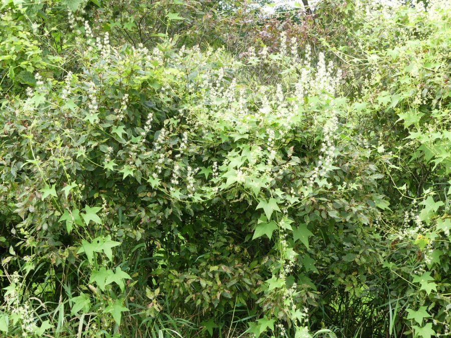 Wild Cucumber Invasion – Extension Milwaukee County