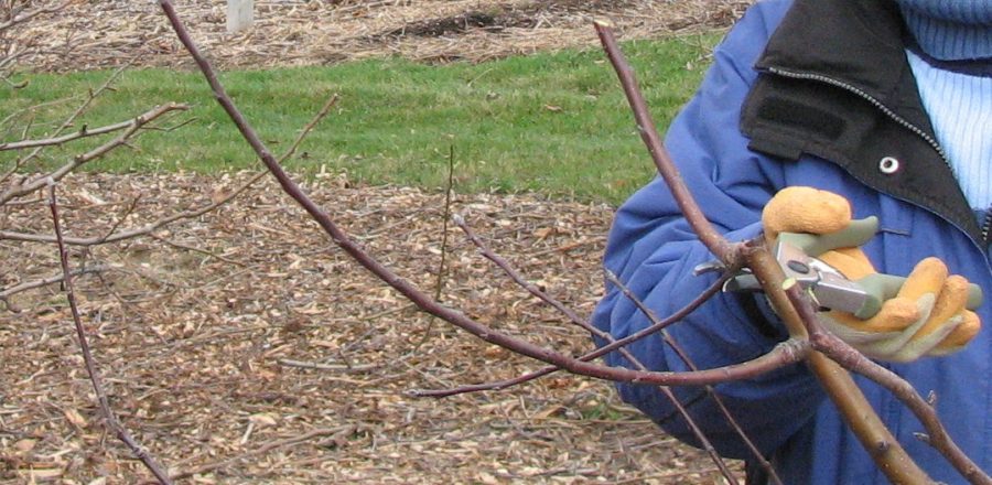 Apple Tree Pruning Live Demonstration and Tips – Extension Milwaukee County